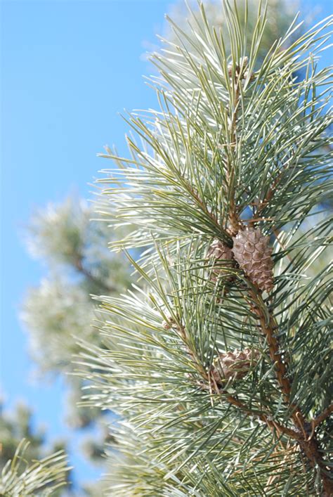 Scots Pine • Kiwi Nurseries Ltd