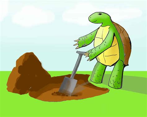How Do You Burrow A Tortoise 10 Or Fewer Burrows Permit Bovs