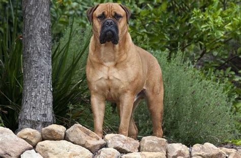 Породы собак: с фотографиями и полным описанием, список всех пород ...