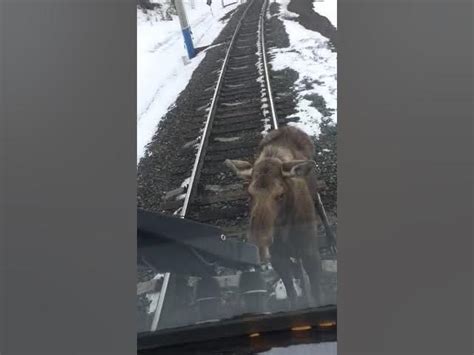 В Петербурге будут судить мужчин которые хотели съесть сбитого лося