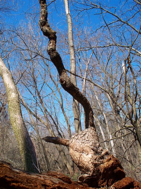 Gnarly Tree By Hibbard On Deviantart