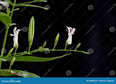 Andrographis Paniculata Burm F Nees Tree Stock Image Image Of