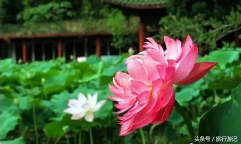 綿陽富樂山秋季賞菊夏季賞荷的地方 每日頭條