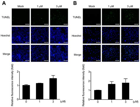 Gv Induced Apoptosis In Oc Cells Apoptotic Cells Were Examined Using Download Scientific