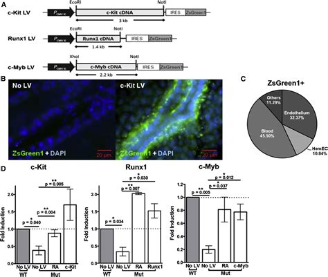 Hemogenic Endothelial Cell Specification Requires C Kit Notch