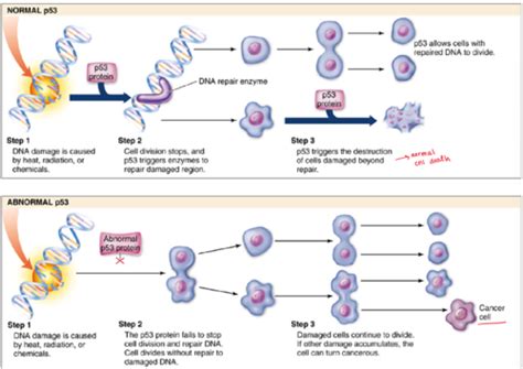 Exam 2 Cell Bio Flashcards Quizlet