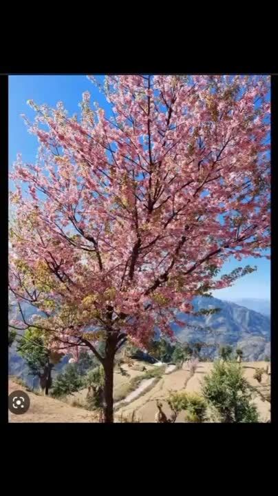 Video Deepa Rawat Posted On Linkedin