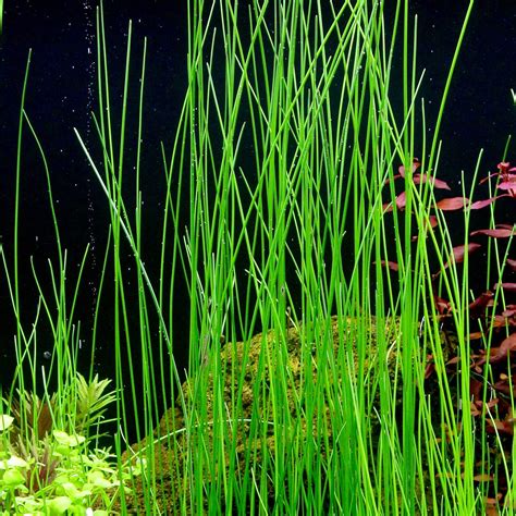Giant Hairgrass