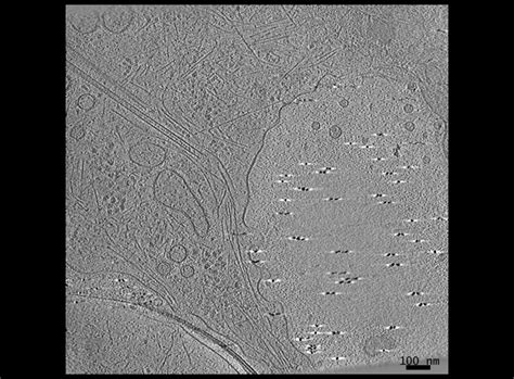Cross Posted Ai Segmentation Of Cellular Cryo Electron Tomograms Rmicroscopy