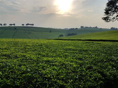 Bio Innovate Consulting Company