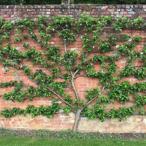 Step Over Fruit Trees Frank P Matthews