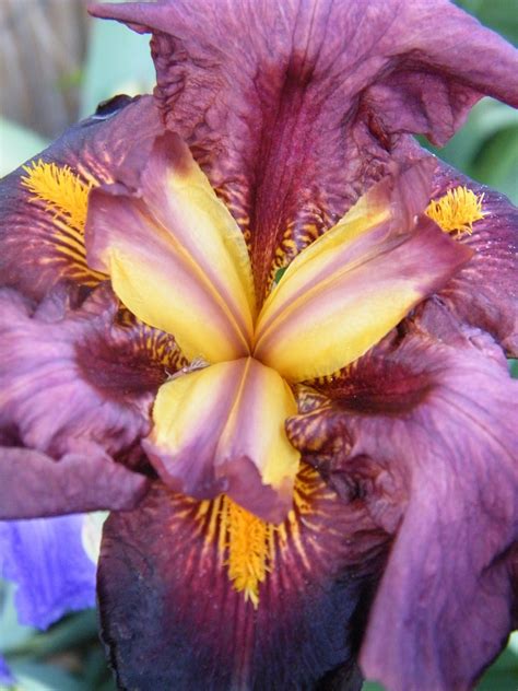Iris Macro Color Foto Gratis En Pixabay Pixabay