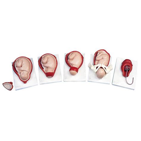3b Scientific Vg392 5 Stage Human Birth Process Model