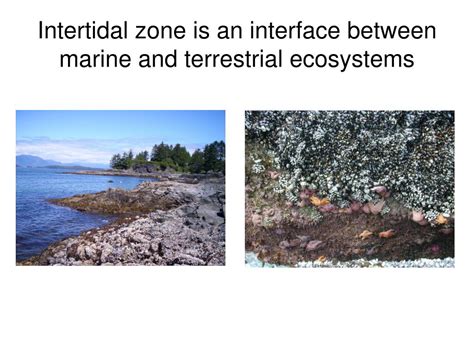 Ppt Ecological Forecasting In The Intertidal Zone From Modis To