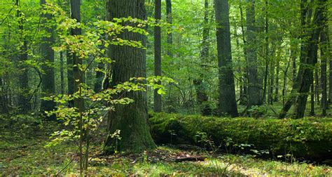 Ecosistema De Un Bosque Fotos Gratis Ecosistema Naturaleza árbol