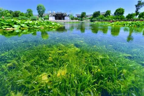 水生态修复中水生植物的作用与影响因素 北京海畅清环保科技有限公司