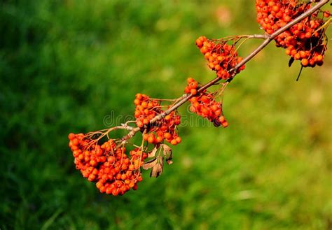 Siberian berry stock photo. Image of rain, harvest, shots - 61684560