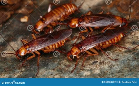 Cockroach Infestation Identification Prevention And Control Stock