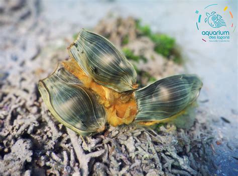 Zebra Shark Eggs Zebra Shark Eggs Are All Unique Discovery