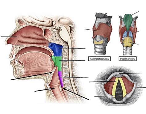 Upper Respiratory Tract Anatomy 3300 Quiz