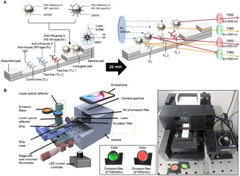 Overview Of The Smartphone Based Rapid Dual Fluorescent Diagnostic