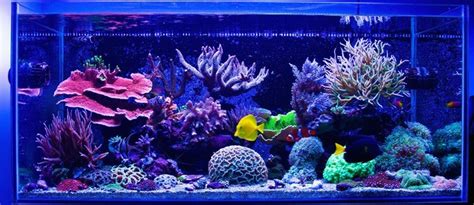 Best 60 Gallon Aquarium Reviews And Guide Setup Ideas And Top Picks