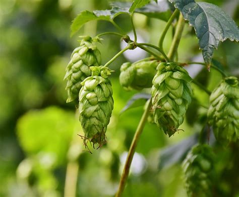 Growing Hops The Complete Guide To Plant Care And Harvest Hops