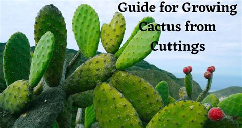A Step By Step Guide For Growing Cactus From Cuttings