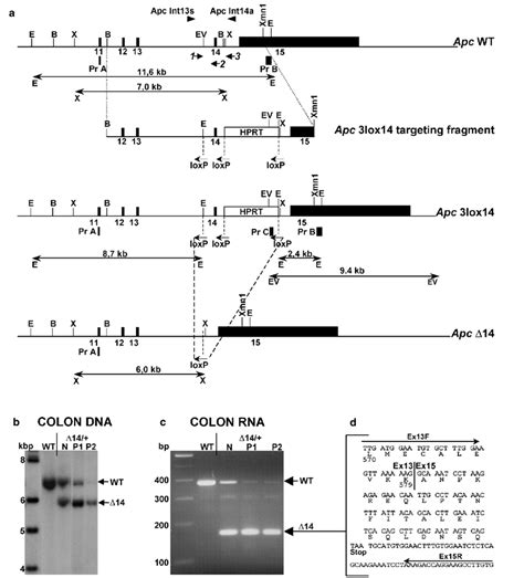 Generation Of The Apc Allele And Analysis Of Apc Inactivation In Download Scientific Diagram