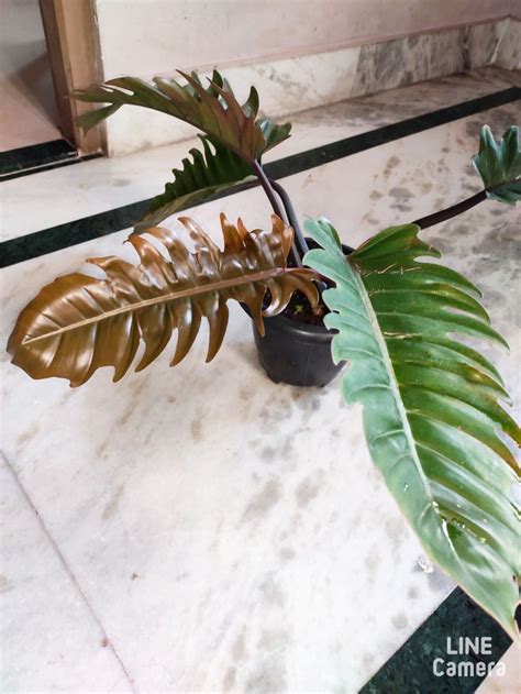 Philodendron Pluto Red Variegated Plants Philodendron Plant Leaves