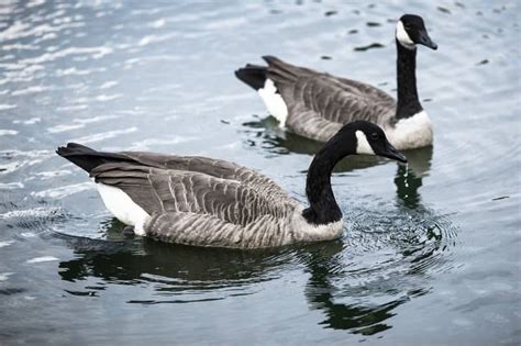 Best Goose Deterrent Products How I Get Rid Of