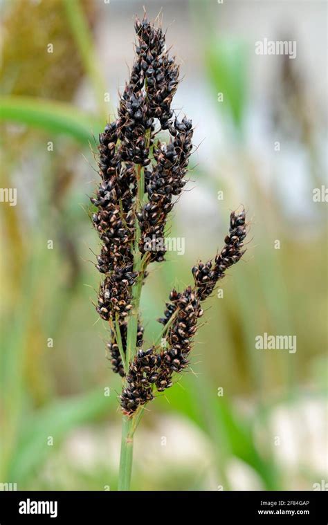 Sorghum Bicolor Sorghum Bicolor Sorghum Vulgare Variety Black Grain