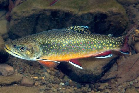 Der Bachsaibling Sab Sportanglerbund Vb