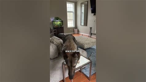 Peace Out Dog Meme