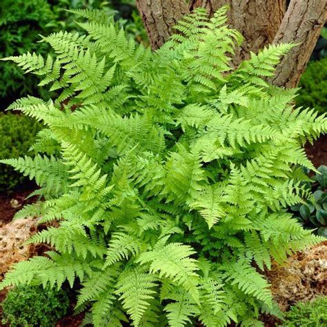 Athyrium Filix Femina Lady Fern