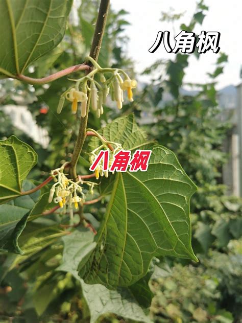 八角枫
