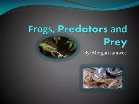 Common Frog Predators At Bethany Knibbs Blog