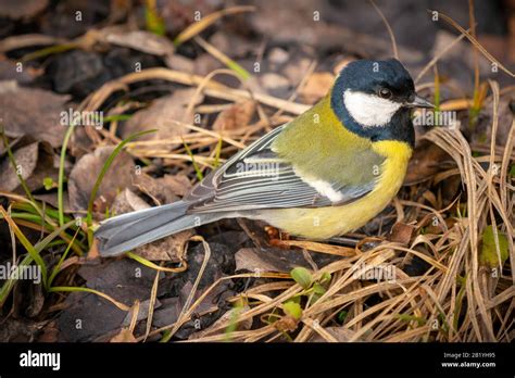 Great Tit Or Yellow Bellied Tit Close Up Bird Portrait Parus Major