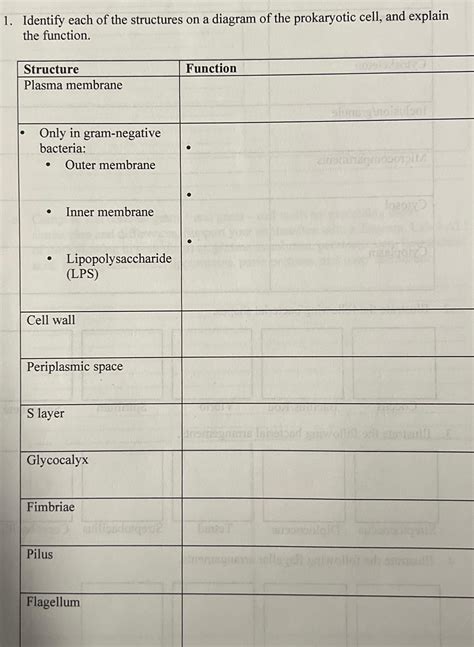 Solved Identify Each Of The Structures On A Diagram Of The Chegg