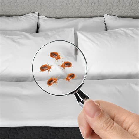 Bed Bug Pest Control Bed Bug Treatment And Signs Of Infestation
