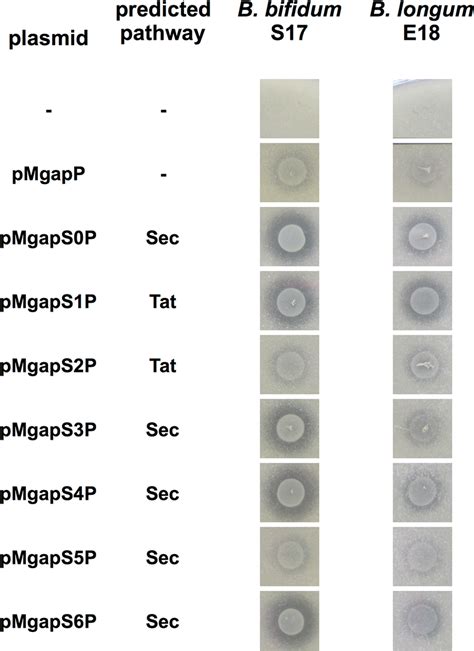 Ca Phytate Degradation Of Recombinant Bifidobacteria Expressing Phytase Download Scientific
