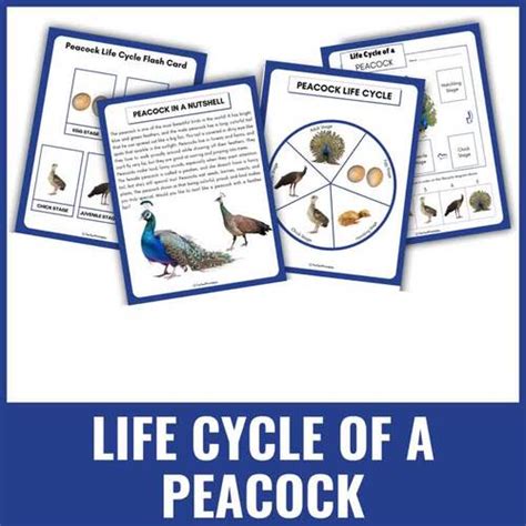 Life Cycle Of A Peacock Worksheet Peafowl Bids Science Unit Study Fun
