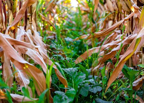 Our Corn Interseeding Trials Green Cover