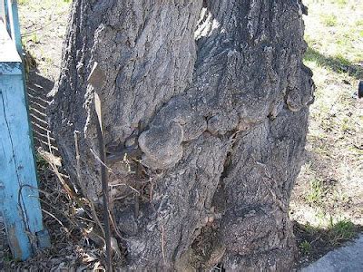 22 Trees Growing Around Objects Now That S Nifty