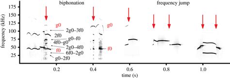 Spectrogram Illustrating The Nonlinear Phenomena Occurring In Pup