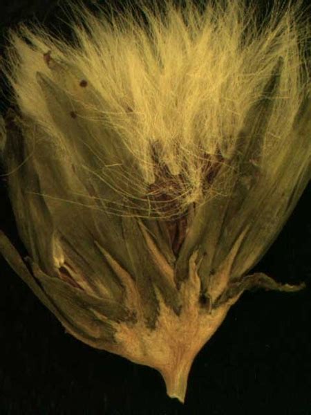 Sonchus Common Sowthistle Hares Thistle Milky Tassel Sowthistle