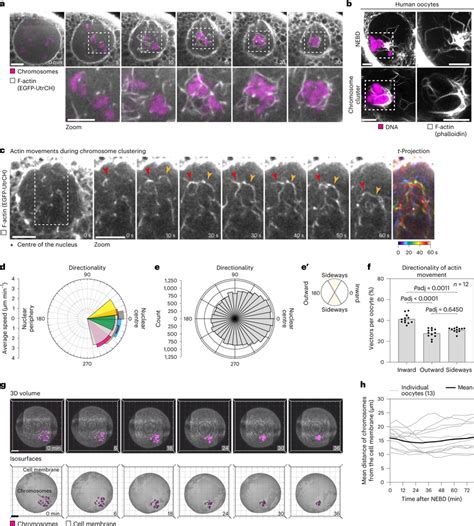 Chromosome Clustering Is Driven By A Dynamic Network Of Interlinked Download Scientific Diagram