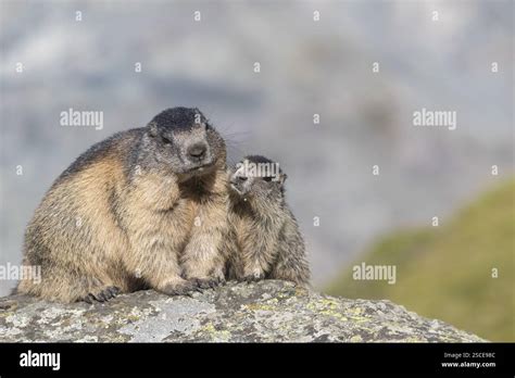 One Young Alpine Marmot Marmota Marmota Begging For Food Licking The
