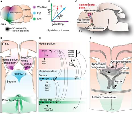 cellular architecture of the telencephalic midline and callosal