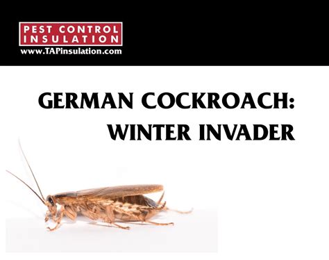 German Cockroach Winter Invader Tap® Pest Control Insulation Tap